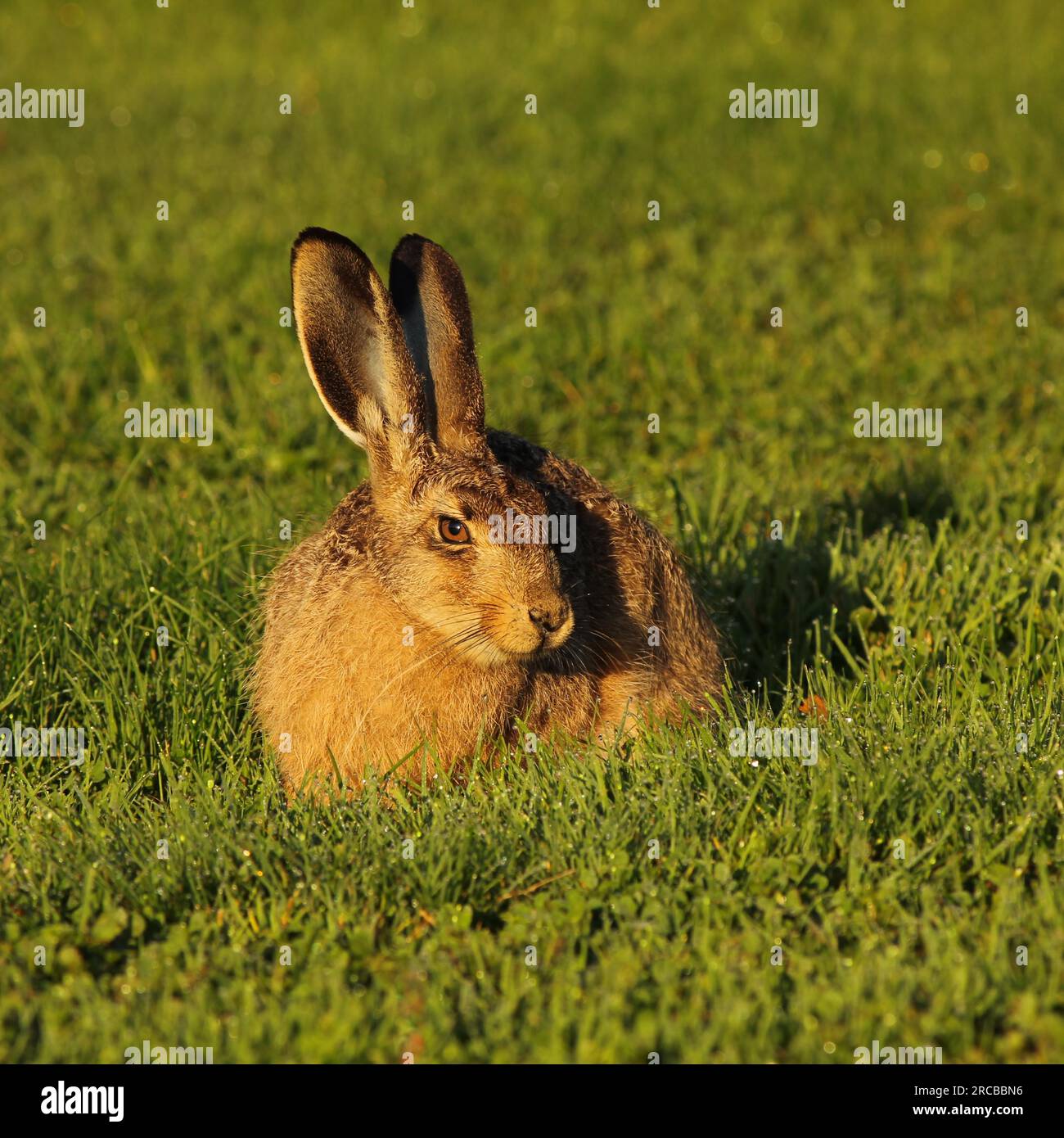 Young wild hare seen on a campground in Dalsland Sweden Stock Photo - Alamy