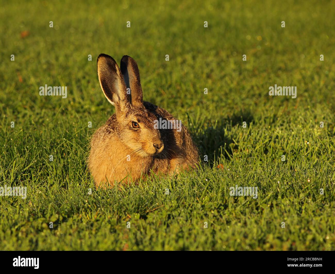 Young wild hare seen on a campground in Dalsland Sweden Stock Photo - Alamy