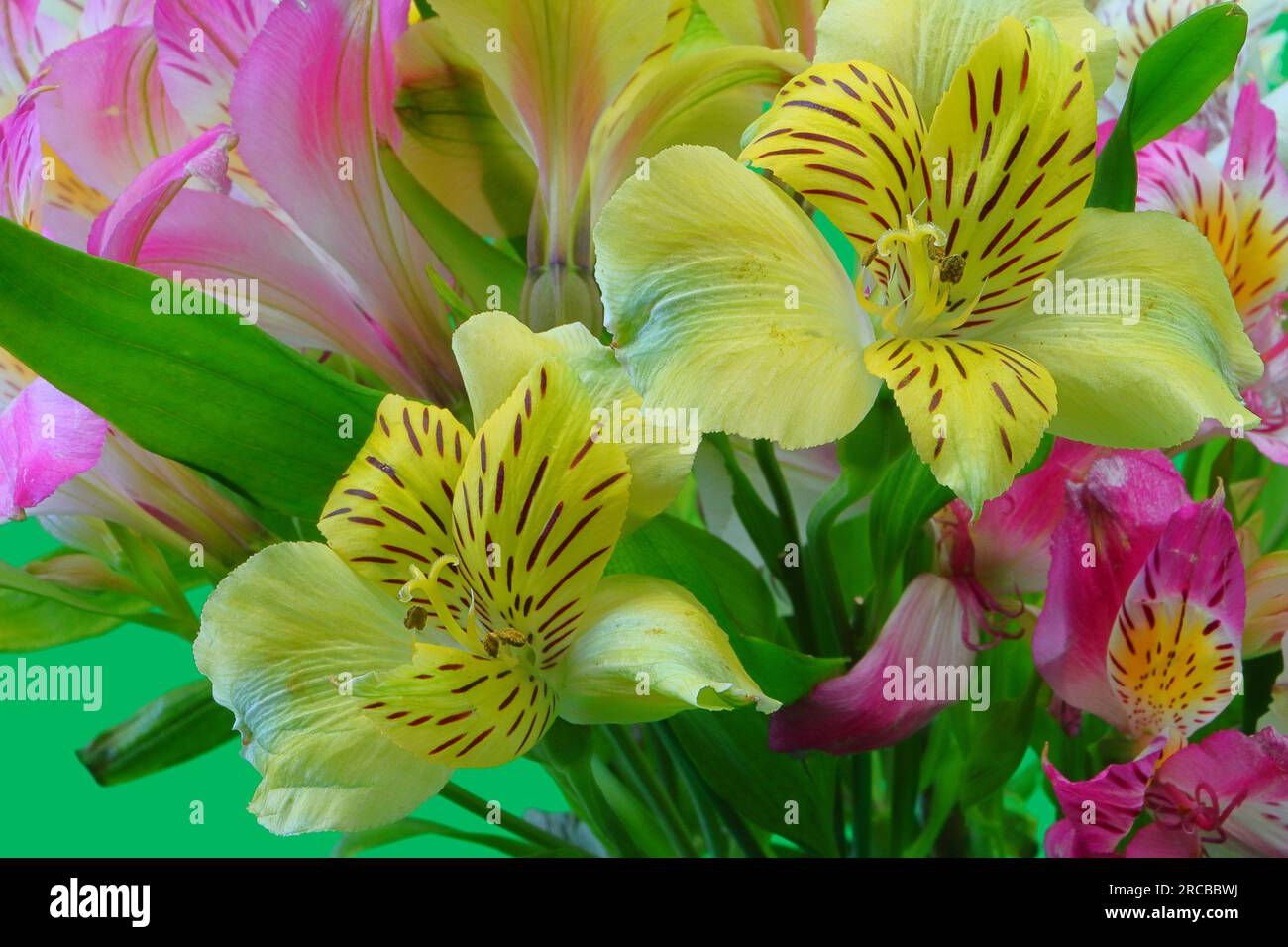 Alstroemeria flowers which are also known as the Peruvian Lily, the ...