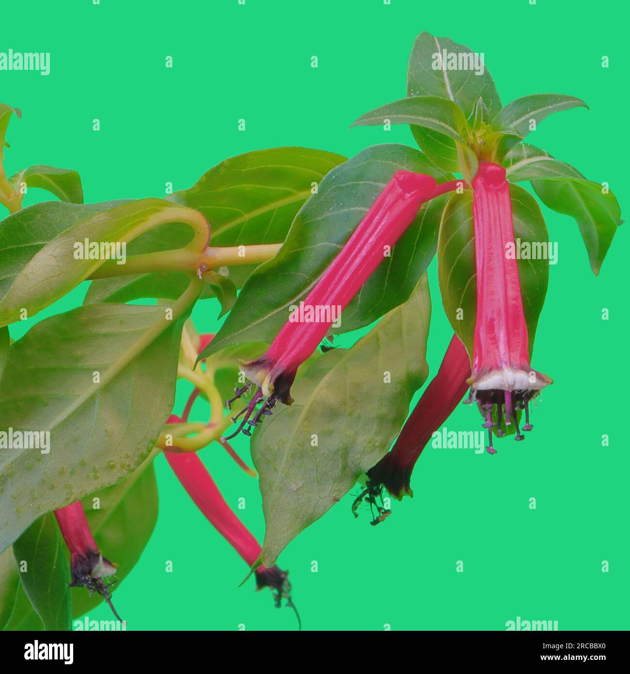 Cuphea ignea, commonly known as the cigar plant. It's unusual flowers ...