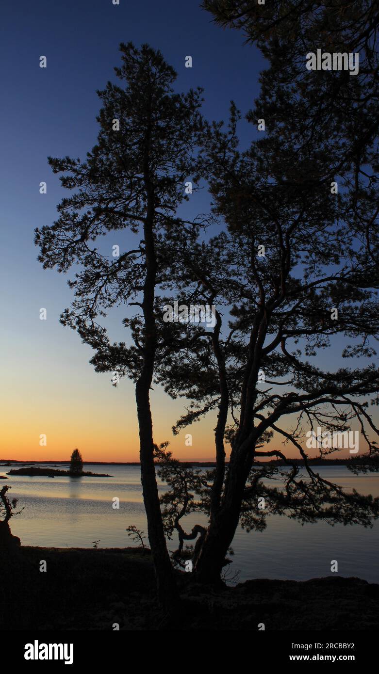 Scandinavian trees hi-res stock photography and images - Alamy
