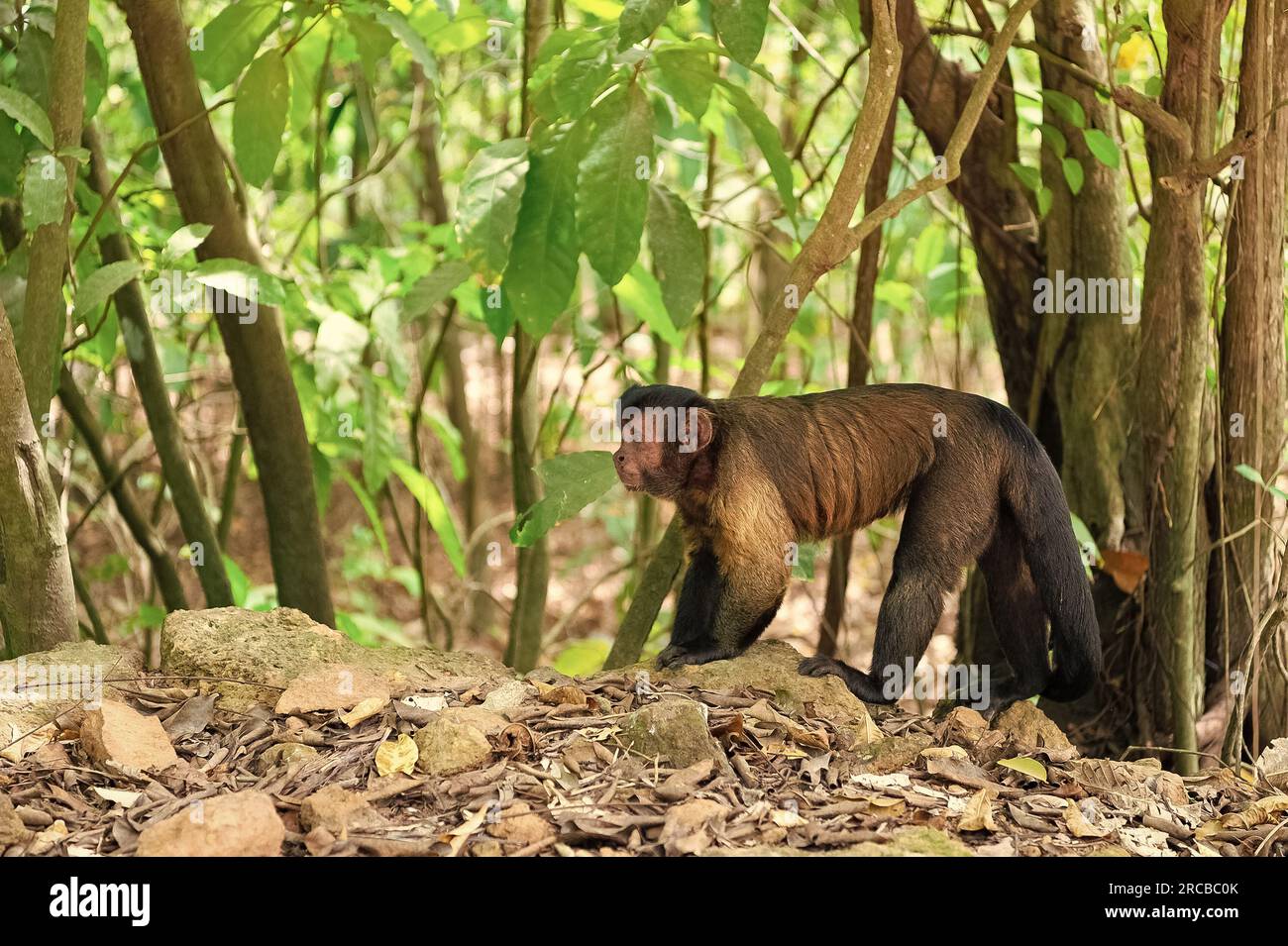 capuchin monkey in wildlife nature with copy space. capuchin monkey in ...