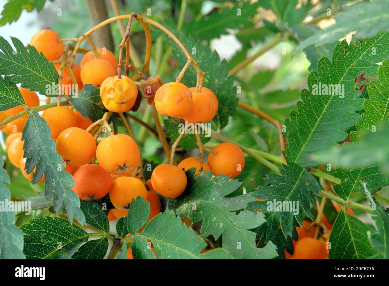 Orange berries of a rowan mountain ash tree set against green foliage ...