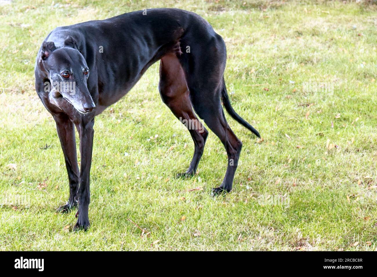 A portrait of a black greyhound standing on green grass and looking toward the camera Stock ...