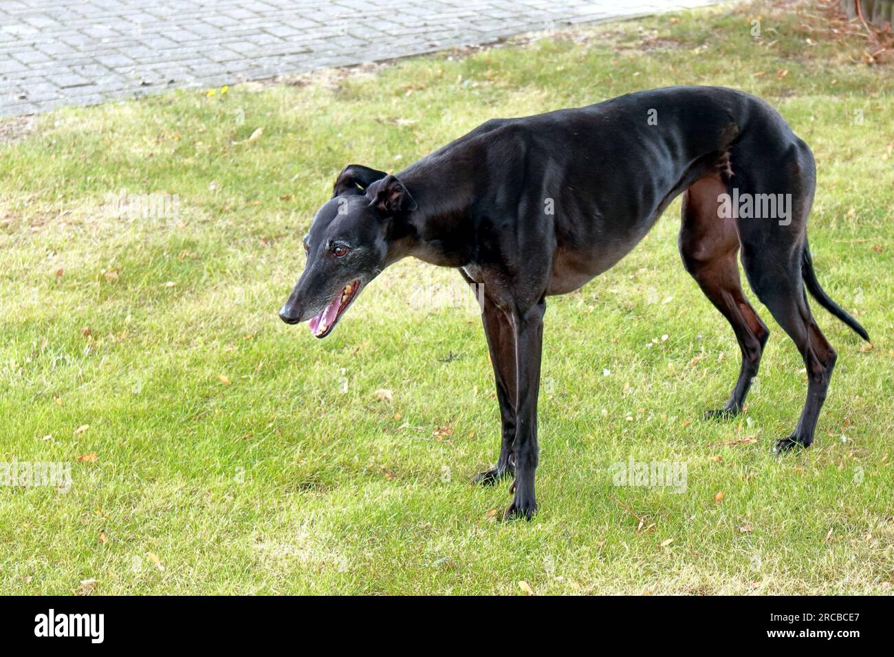 A retired black greyhound standing on grass. This female dog was ...