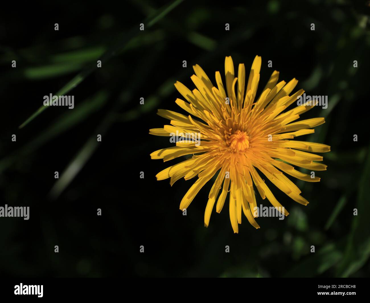 First dandelion hi-res stock photography and images - Alamy