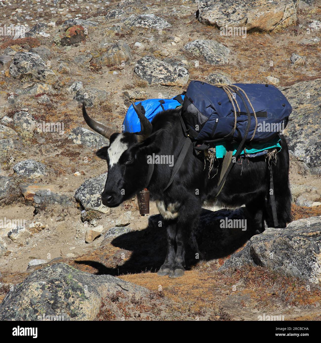 A Dzo, hybrid of yak and cow carrying bags towards the Everest base ...