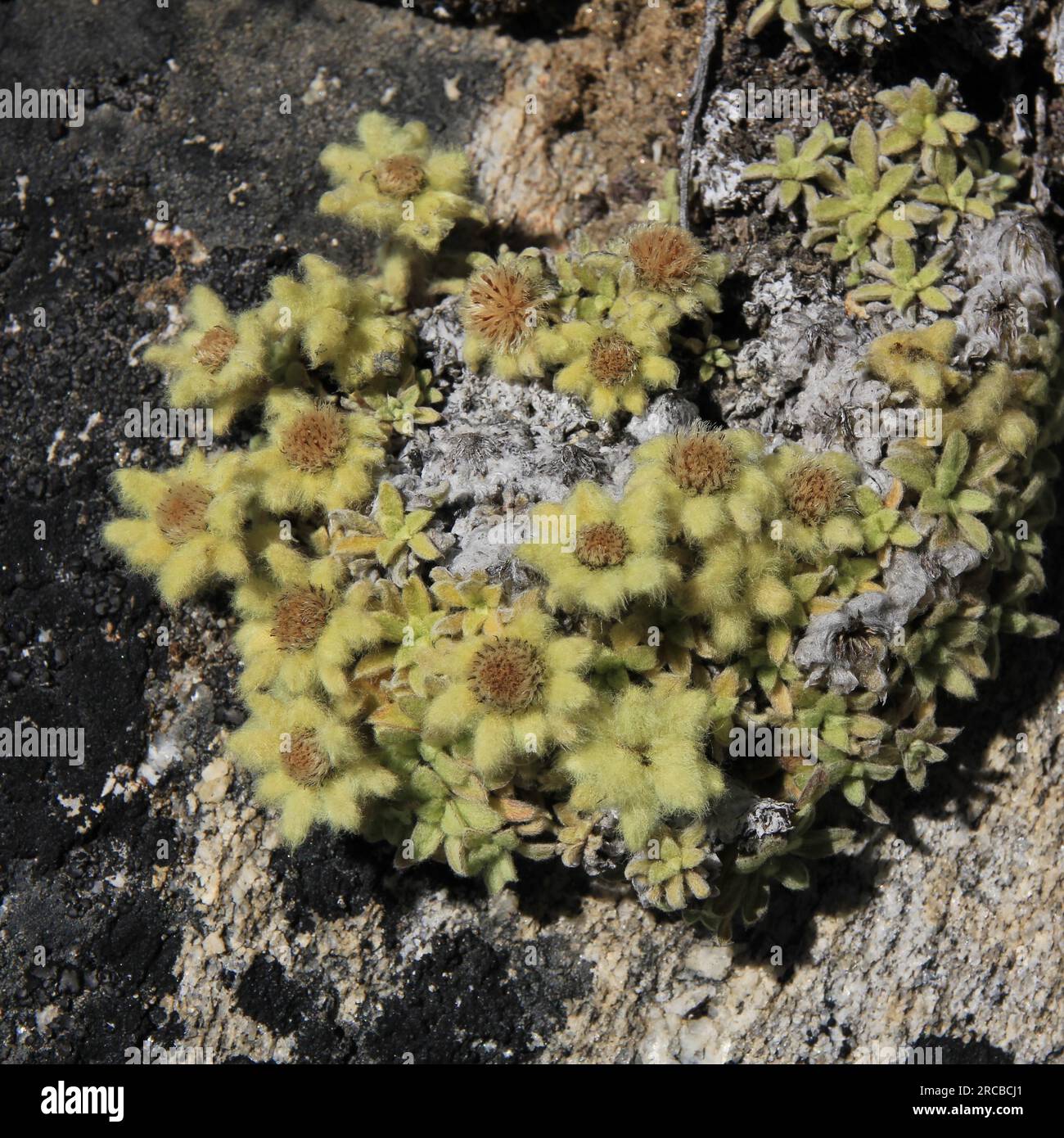 Small yellow flowers growing in the Everest National Park. Furry ...
