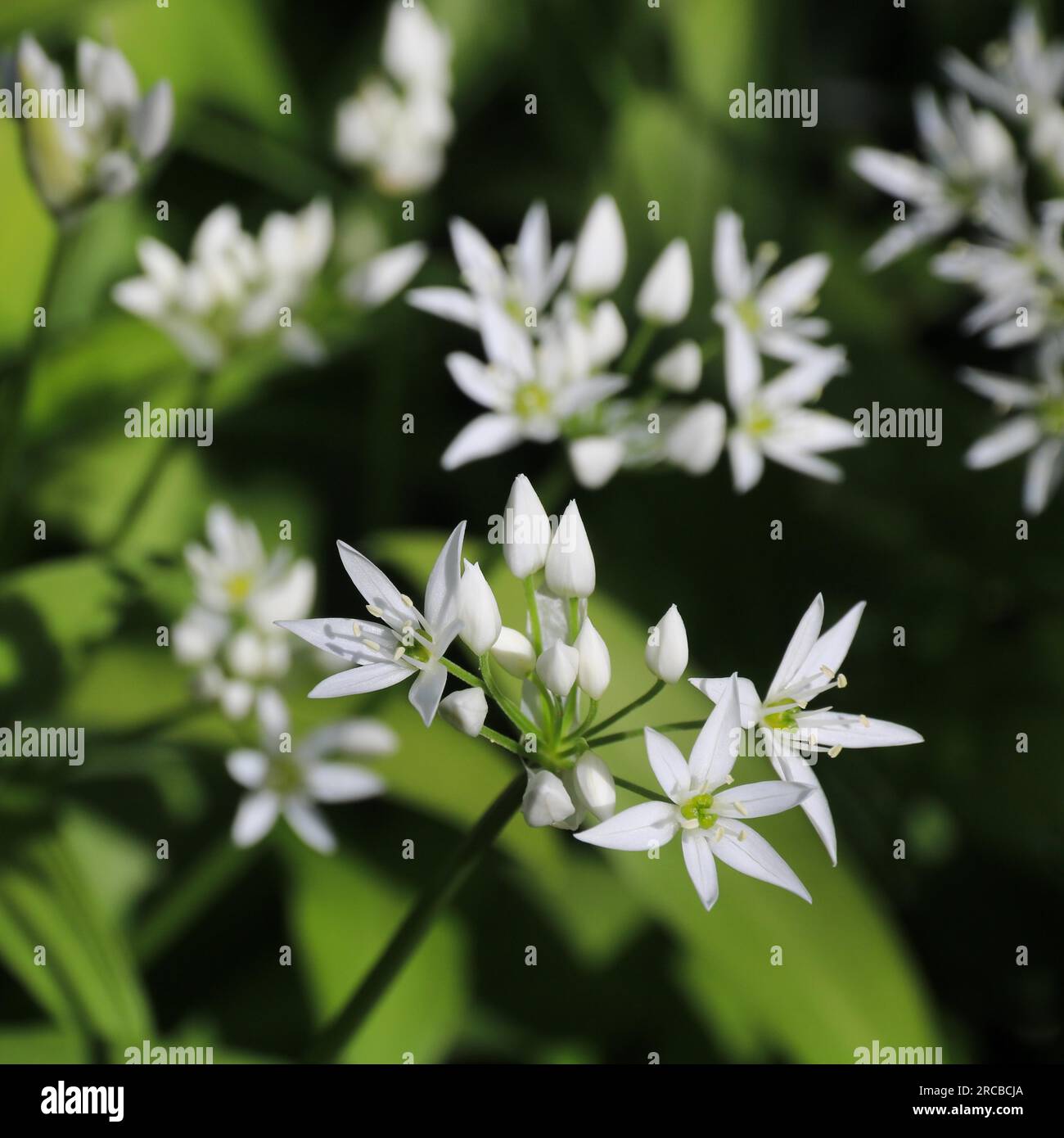 Wild garlic (Allium ursinum) flowers Stock Photo - Alamy