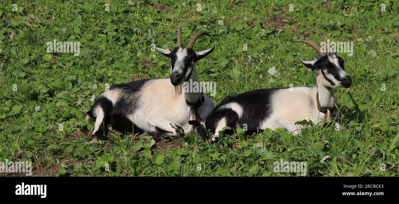 Goat lying on green hi-res stock photography and images - Alamy