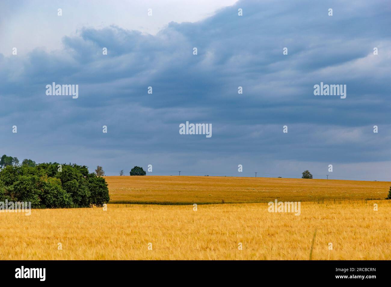 Slovakia wheat grain hi-res stock photography and images - Alamy