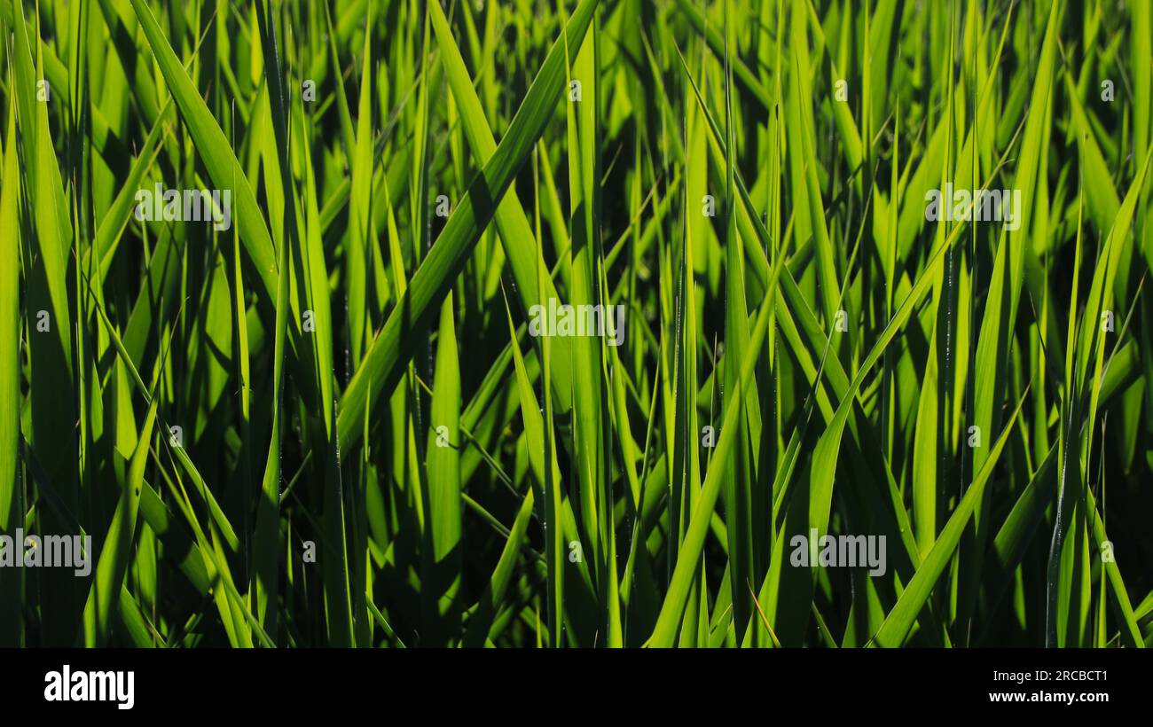 Bright green grass in the sunlight Stock Photo - Alamy