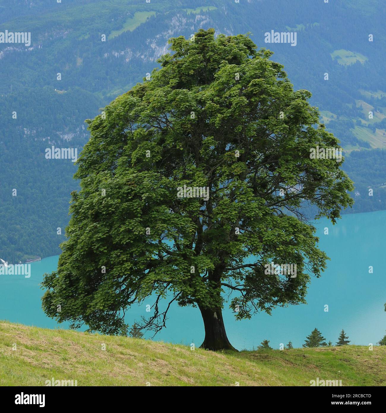 Old sycamore maple tree growing above Lake Brienzersee Stock Photo - Alamy