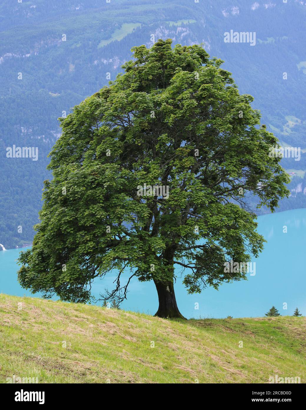 Old sycamore maple tree growing above Lake Brienzersee Stock Photo - Alamy