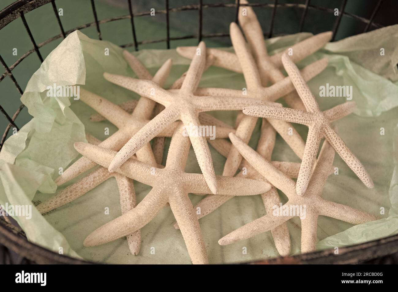 marine starfish. wildlife of marine starfish. photo of marine starfish ...
