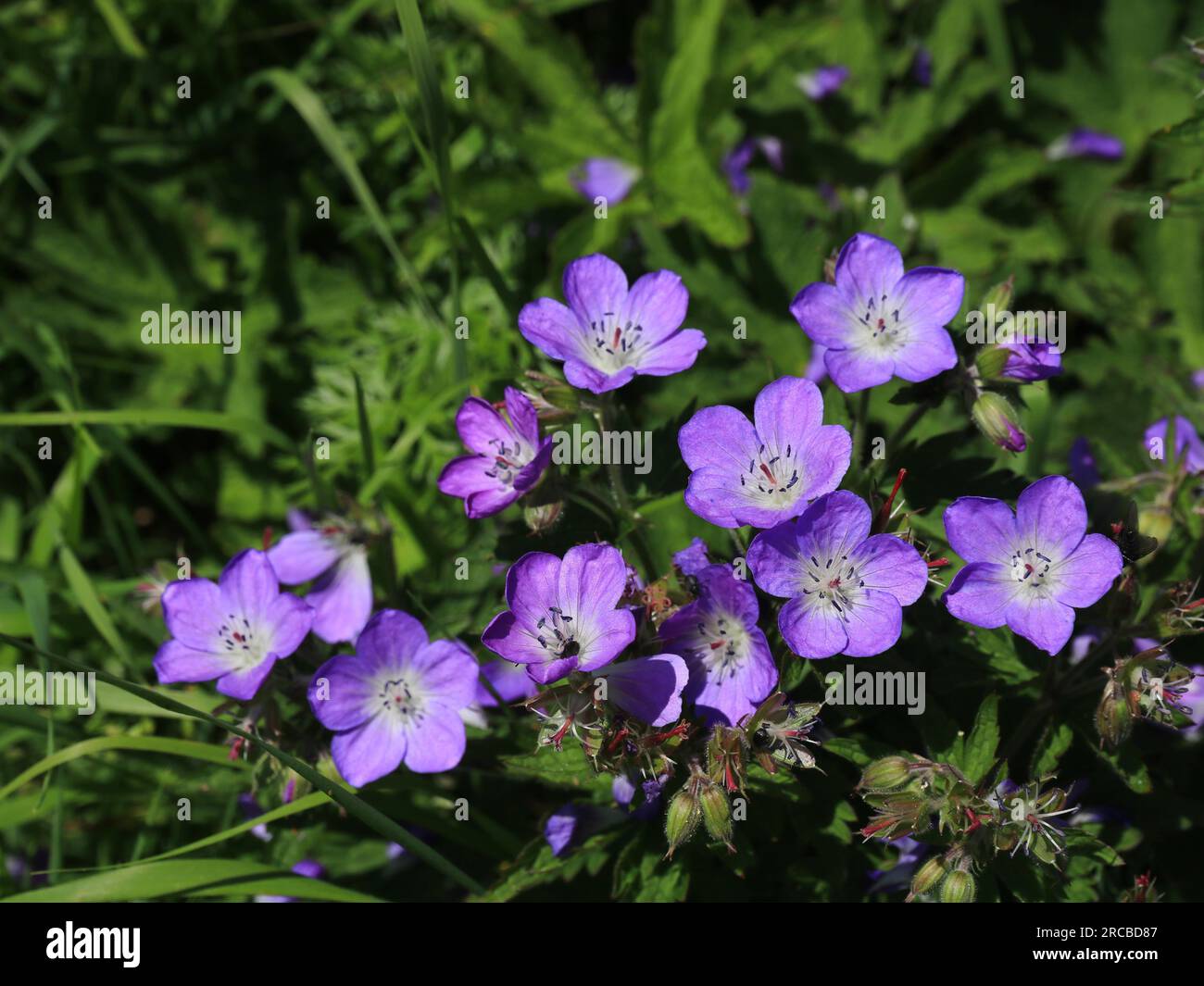 Meadow cranesbill, purple wildflower growing in Switzerland Stock Photo ...