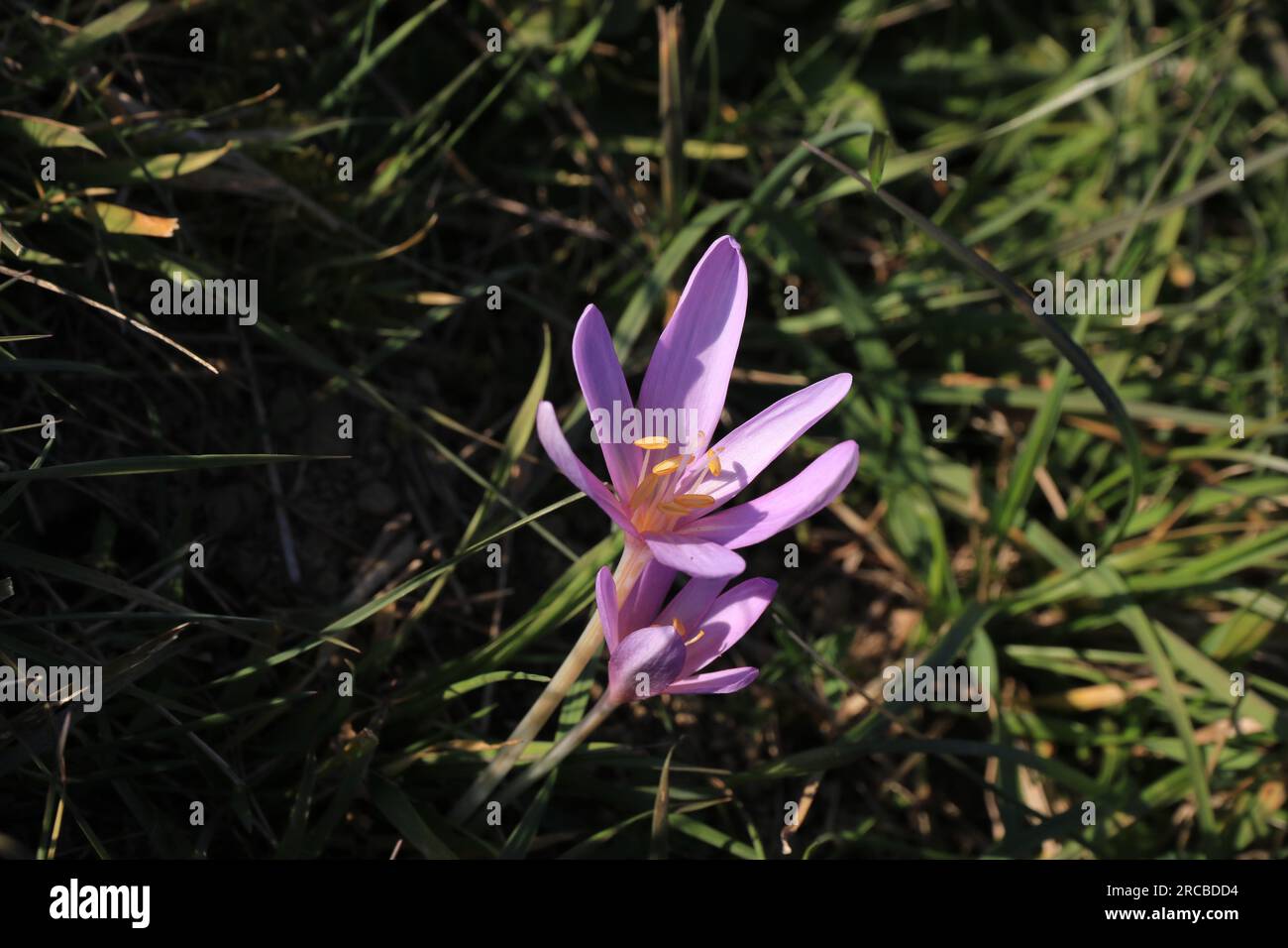 Scenic pink flower hi-res stock photography and images - Alamy