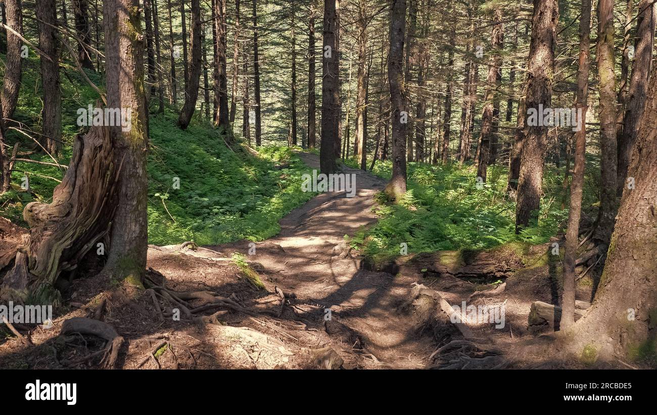 trail in the forest. trail mountain path. empty trail pathway. photo of ...