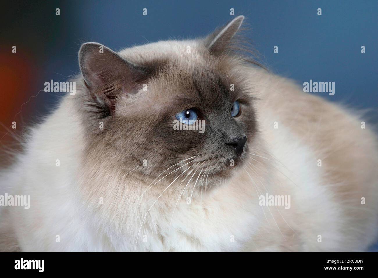 Sacred Cat of Burma, male, blue pointed Stock Photo - Alamy