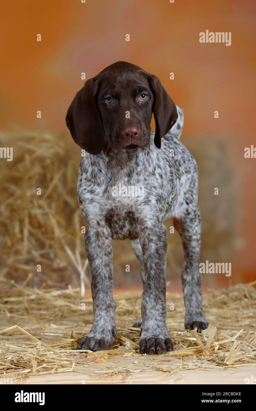 Brown German Shorthaired Pointer Puppy