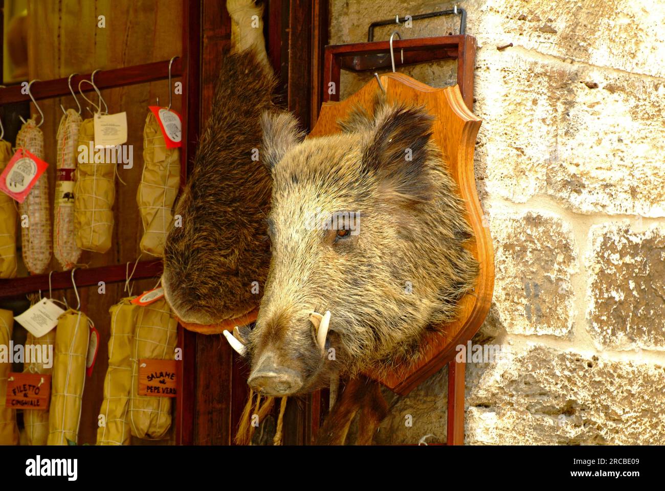 Stuffed wild boar head (Sus scrofa) at sausage stand, San Gimignano ...