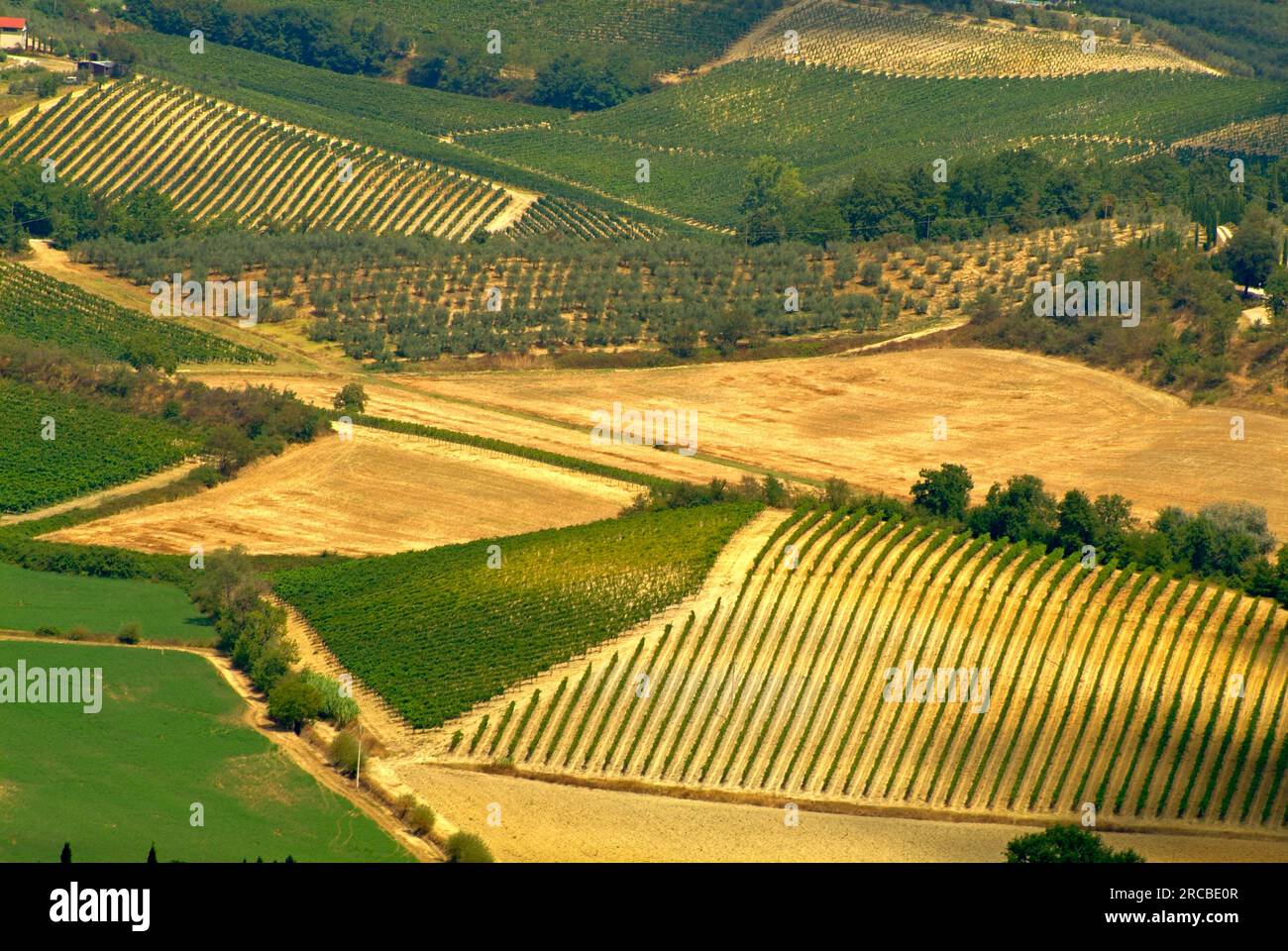 Olive plantations and vineyards, San Gimignano, Tuscany, Italy Stock ...