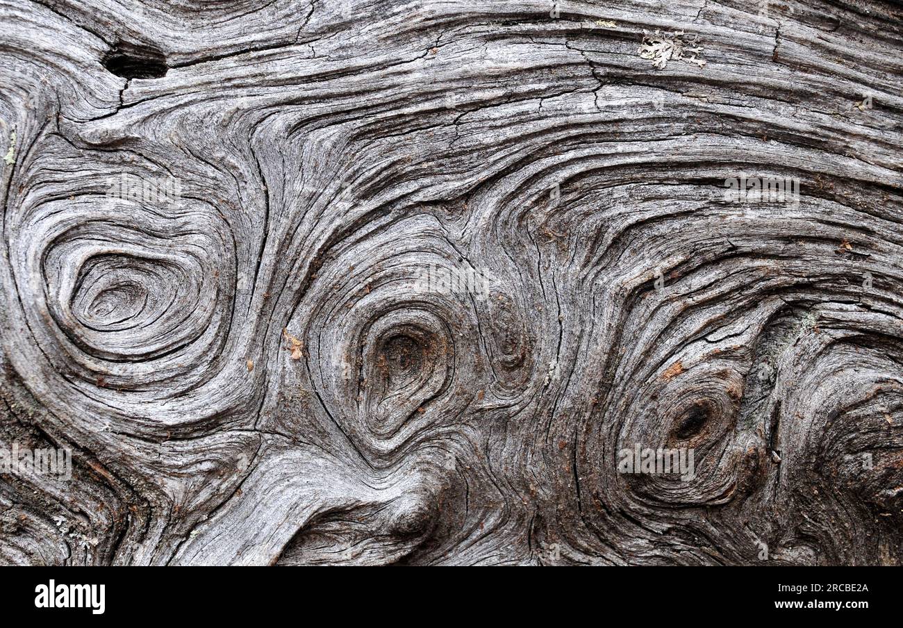 Old weathered tree texture detail black and white Stock Photo - Alamy