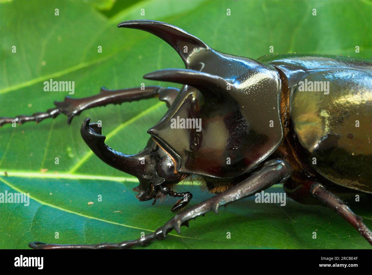 Southeast asia beetle hi-res stock photography and images - Alamy