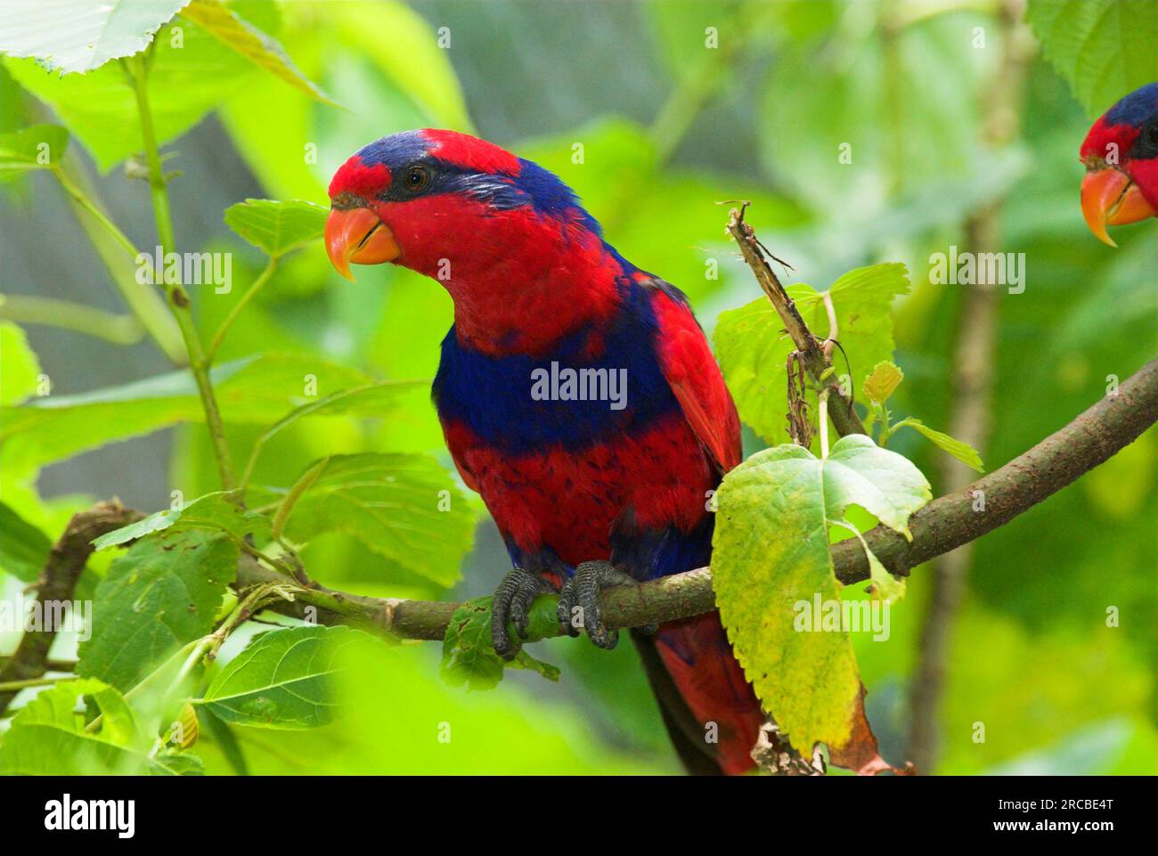 Eos histrio hi-res stock photography and images - Alamy