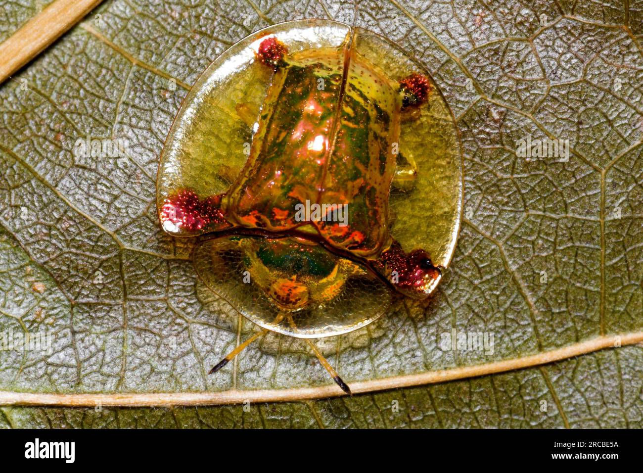 Shield beetle, Tangkoko Nature Reserve, Sulawesi, Indonesia Stock Photo ...