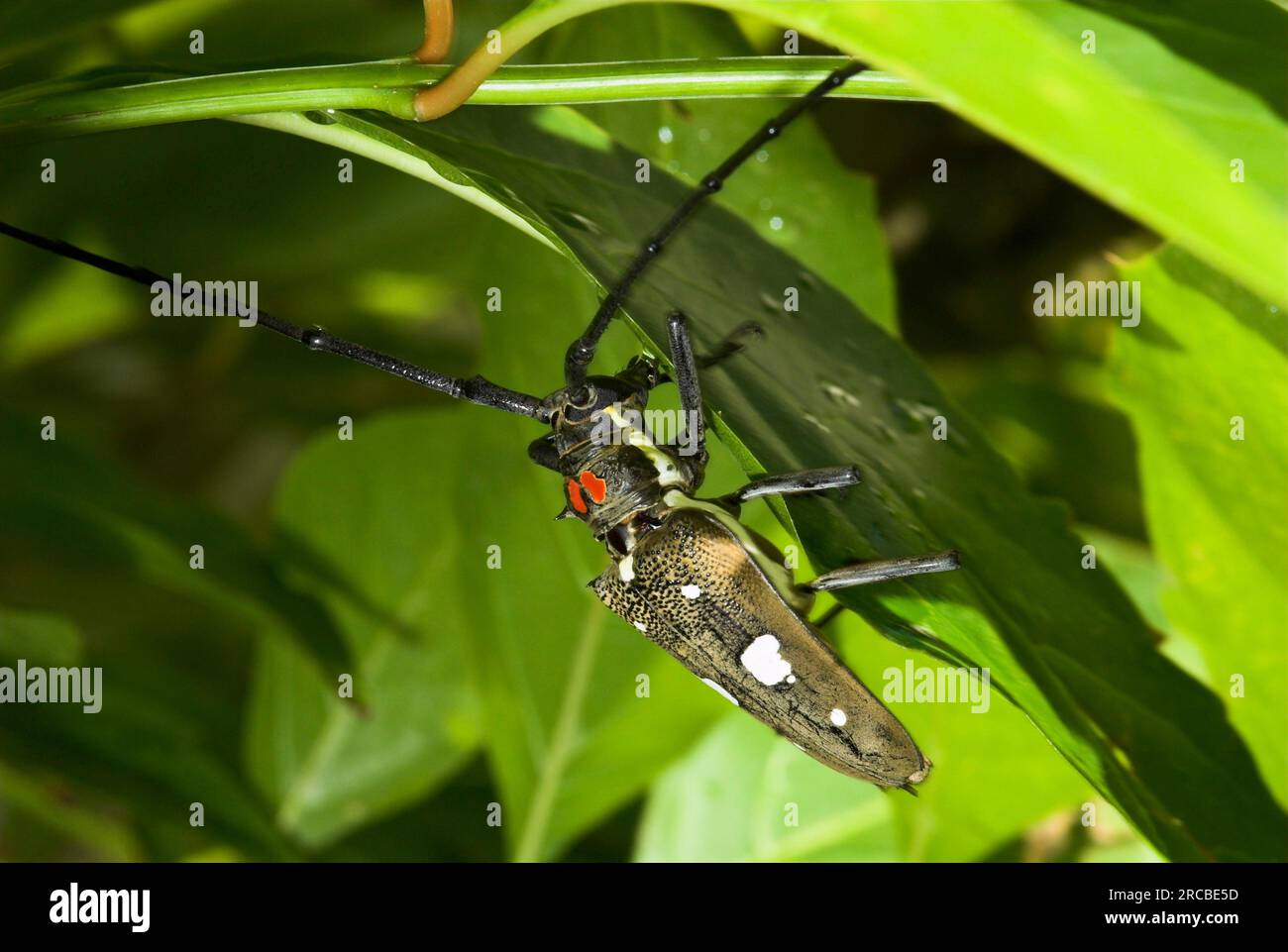 Longhorn beetle, Tangkoko Nature Reserve, Sulawesi, Indonesia Stock ...