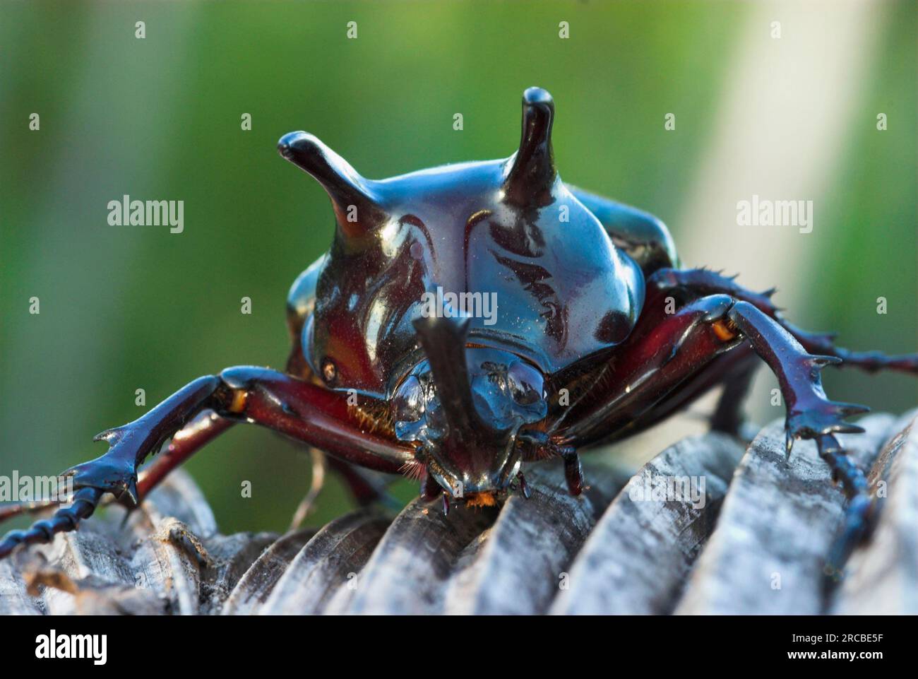Southeast asia beetle hi-res stock photography and images - Alamy