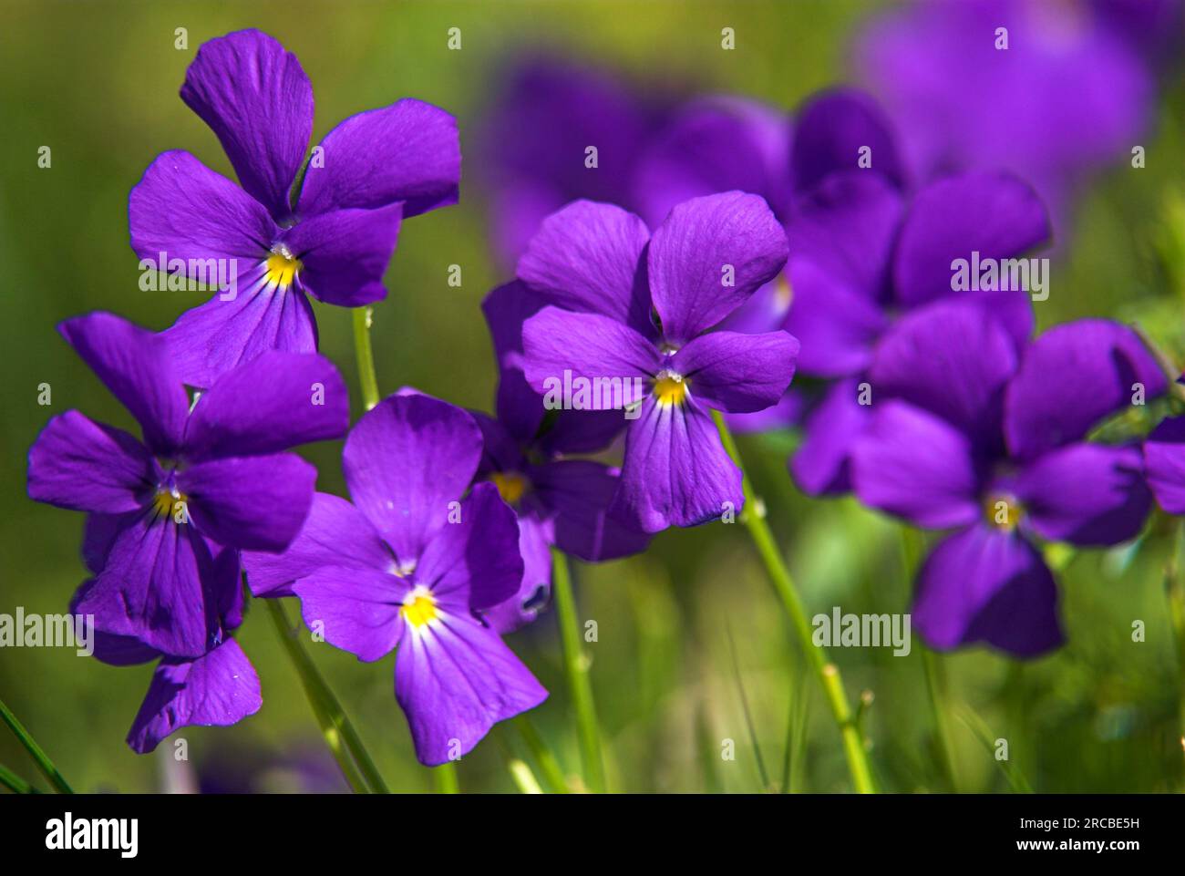 Long-spurred violet, Ecrins National Park, Haute Dauphine (Viola ...