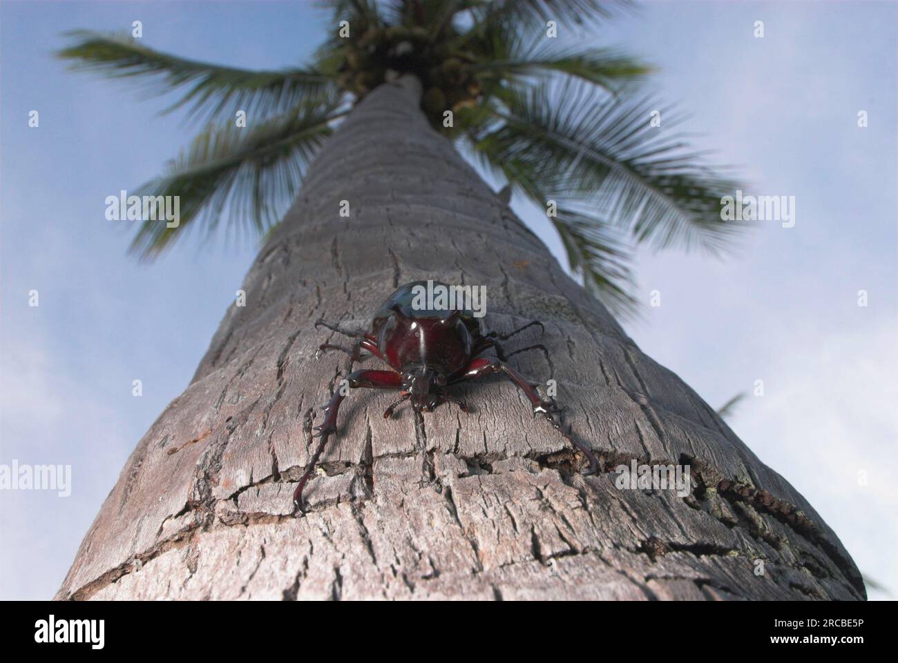 Rhinoceros beetle, Tangkoko Nature Reserve, Sulawesi (Oryctes ...