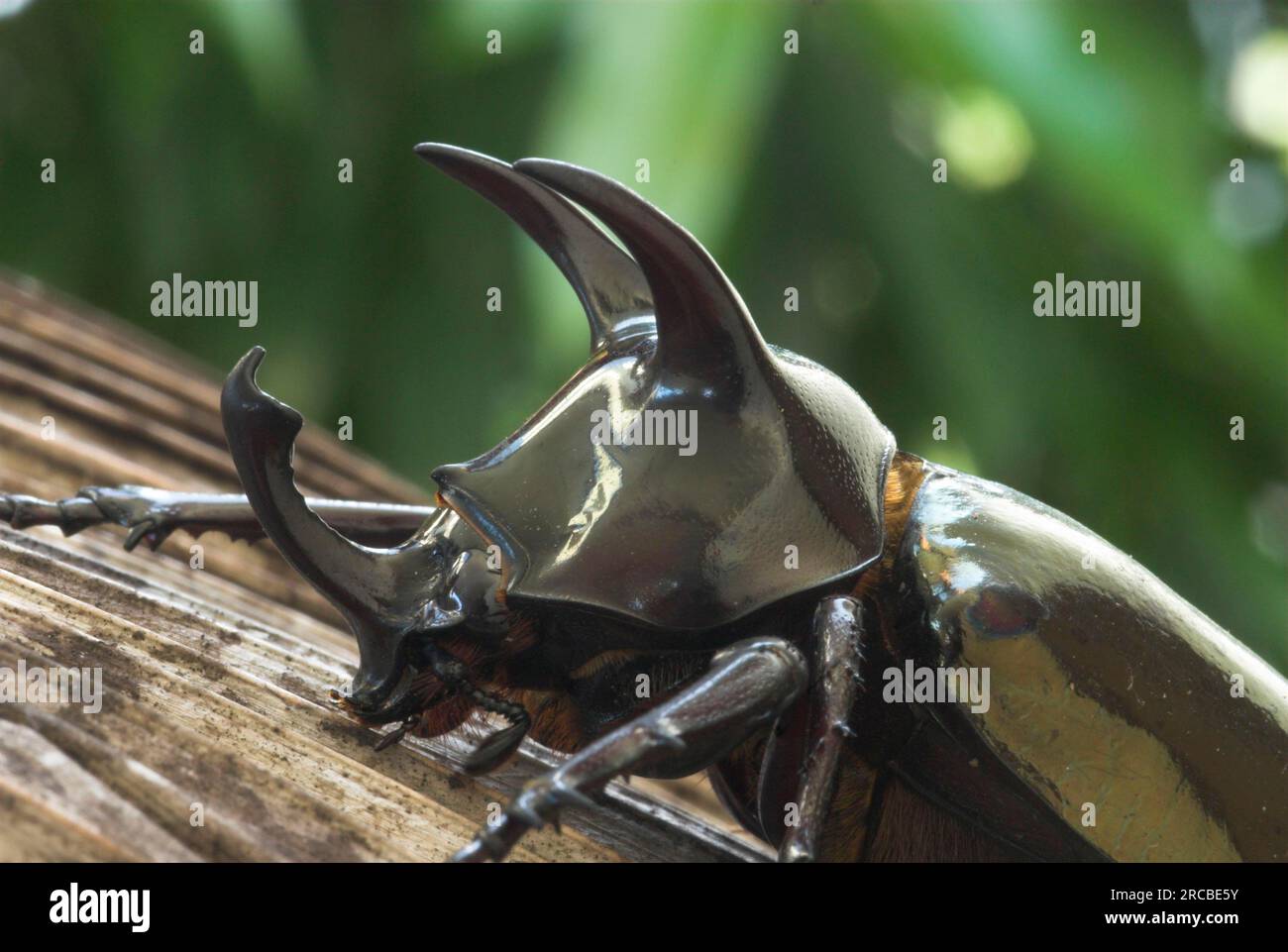 Rhinoceros beetle, Tangkoko Nature Reserve, Sulawesi (Oryctes ...