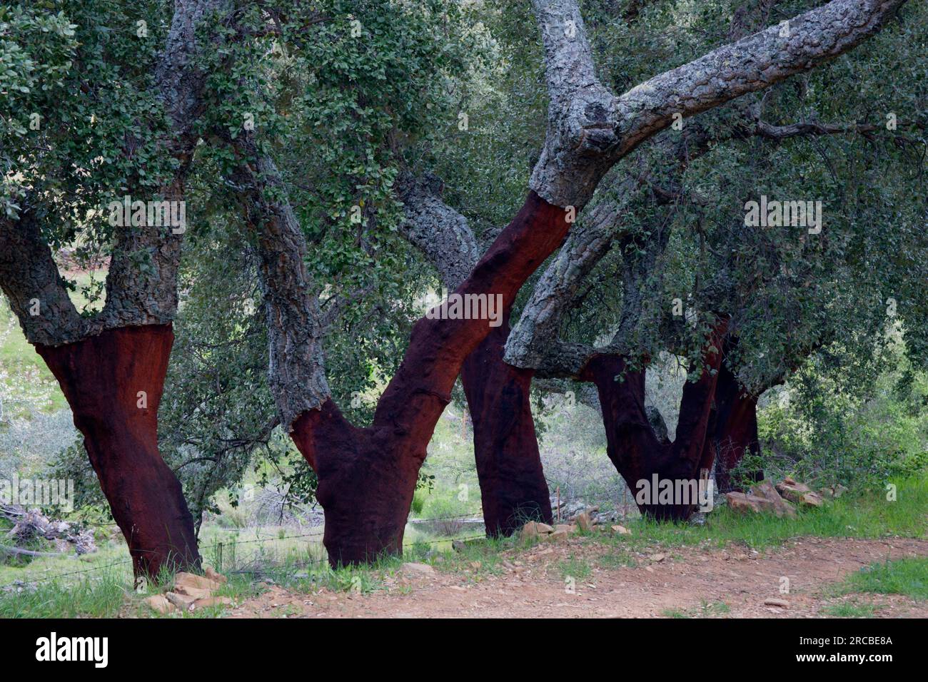 Cork Oak (Quercus suber), peeled trunks, Extremadura, Spain Stock Photo ...