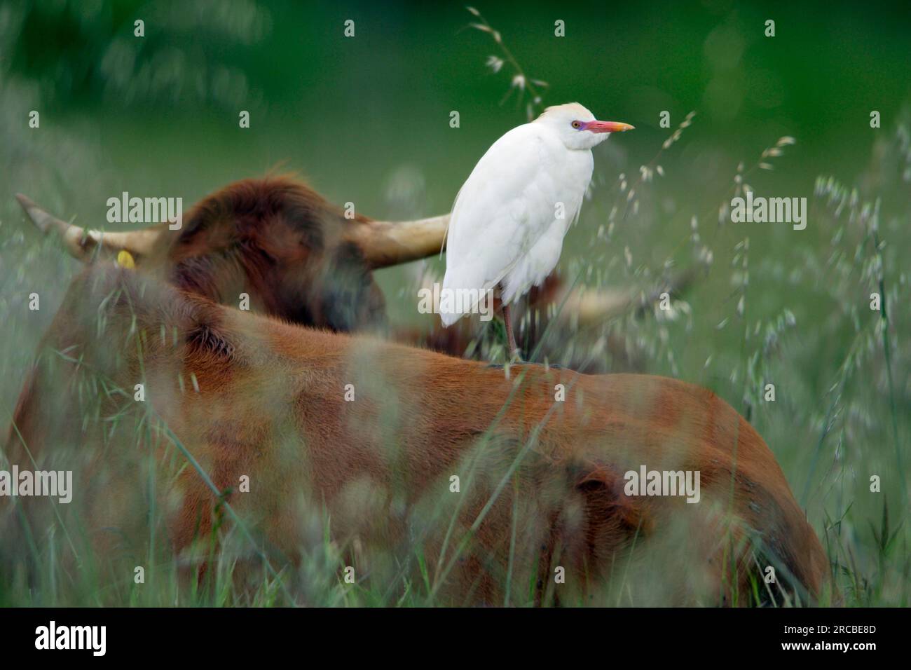 Cattle Egret (Bubulcus ibis) on Domestic Cattle, Alentejo, Portugal ...