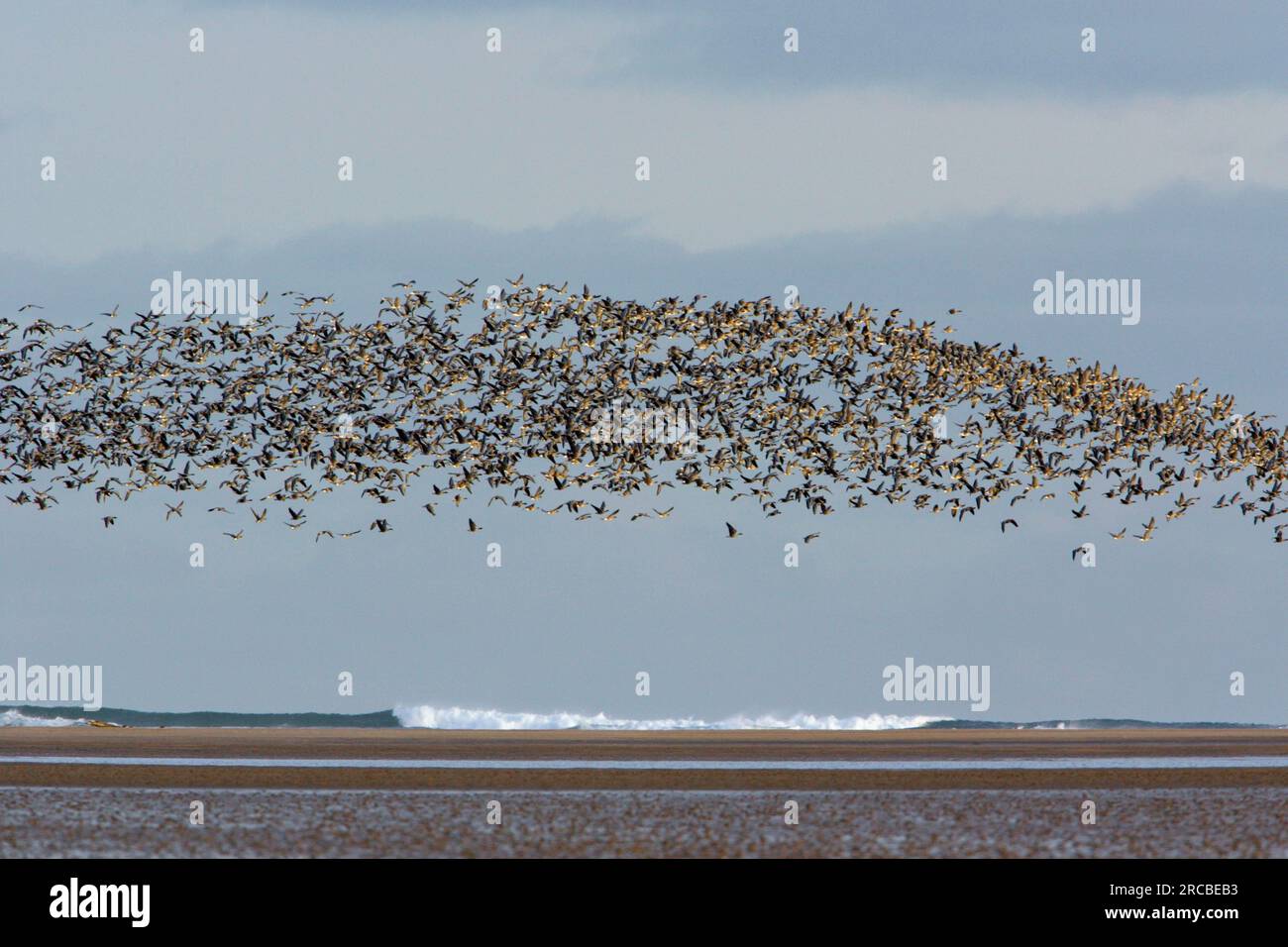 British geese hi-res stock photography and images - Alamy