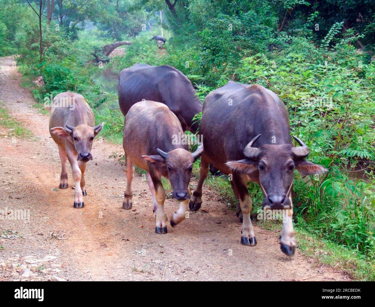 Water buffalo (Bubalus arnee), House Buffalo (Bos arnee), buffalo ...