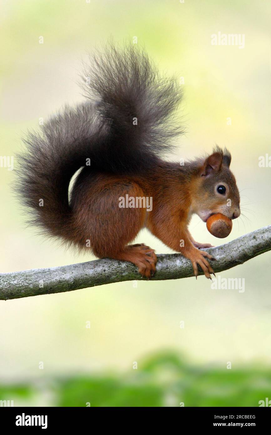 Squirrel with hazelnut, Northumberland National Park, Eurasian red ...