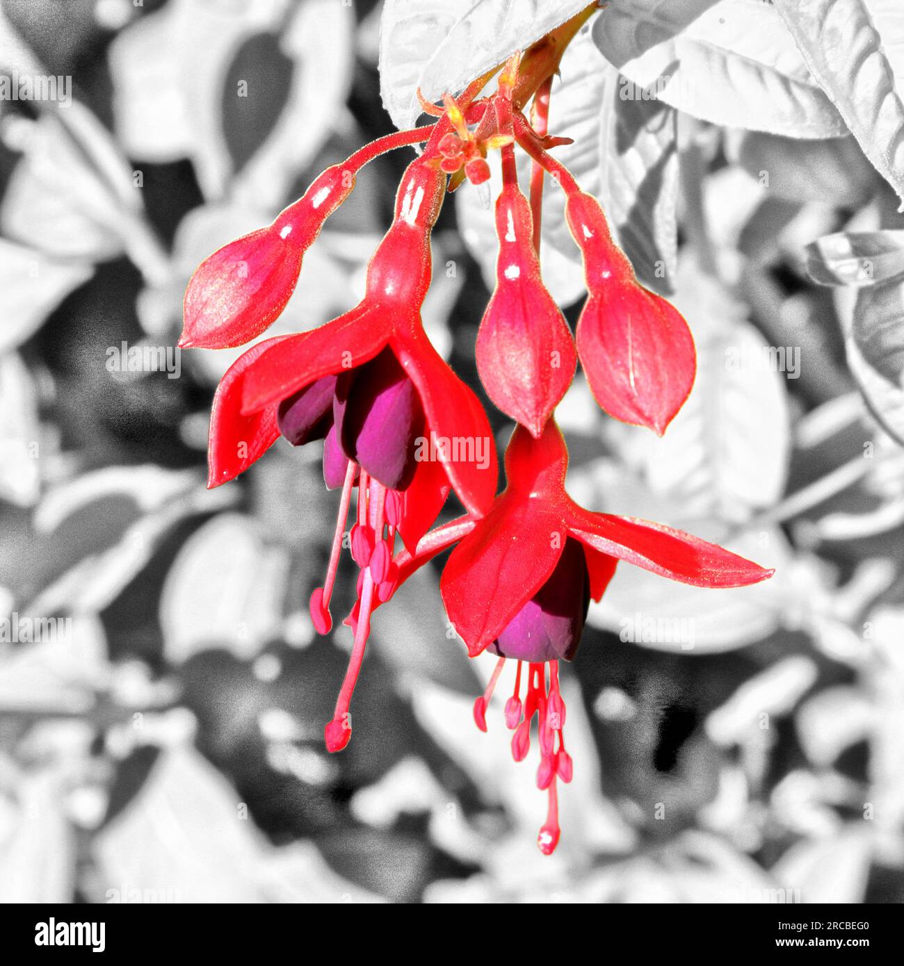 Greyscale background hi-res stock photography and images - Alamy