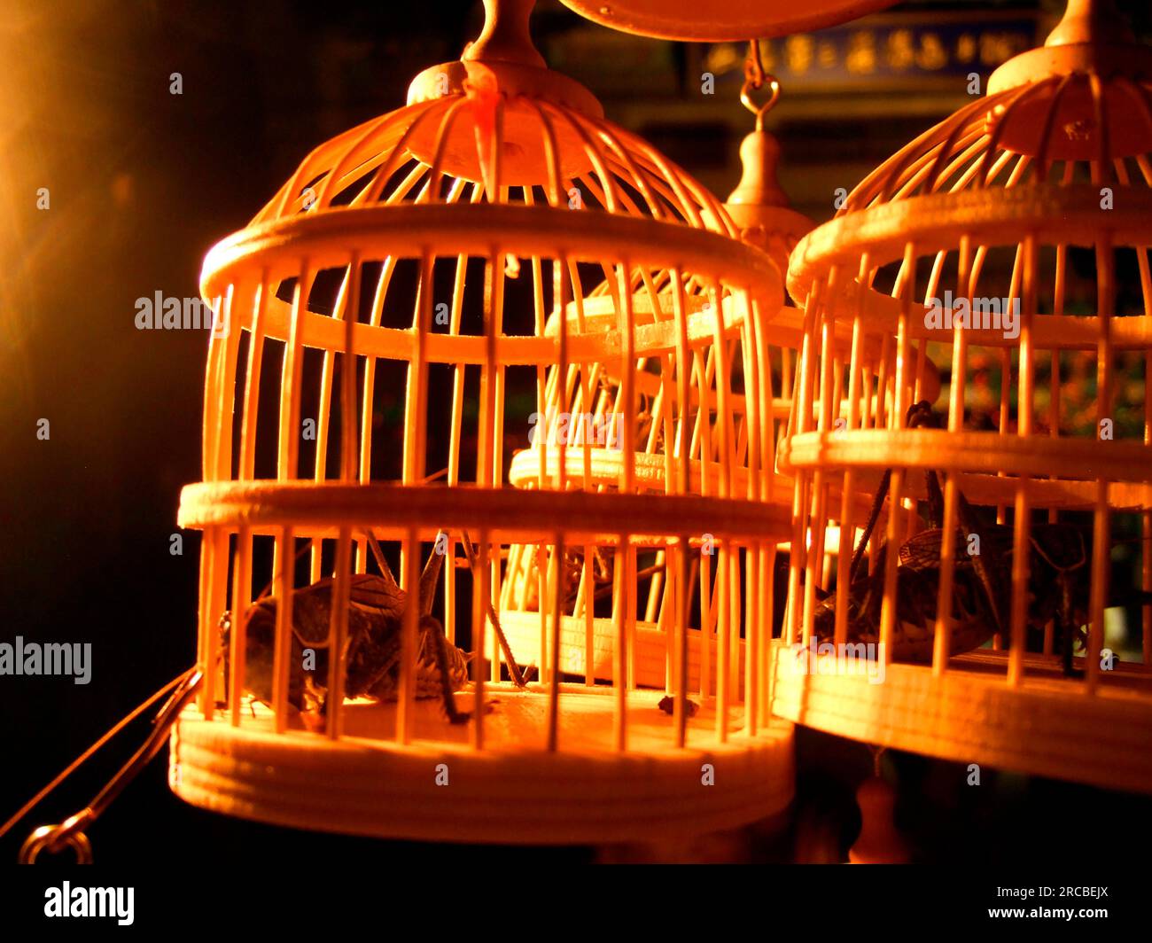 Insect cages hi-res stock photography and images - Alamy
