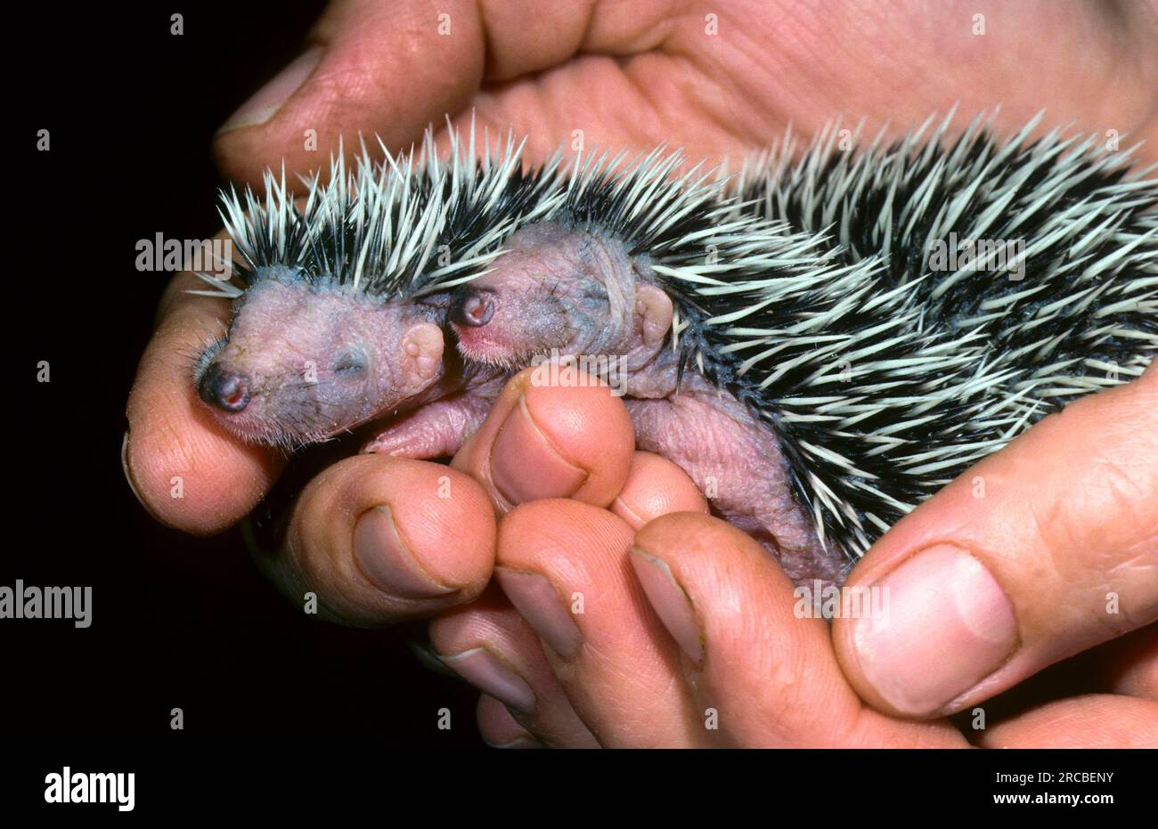 European Hedgehogs (Erinaceus europaeus), orphaned youngs, hand reared ...