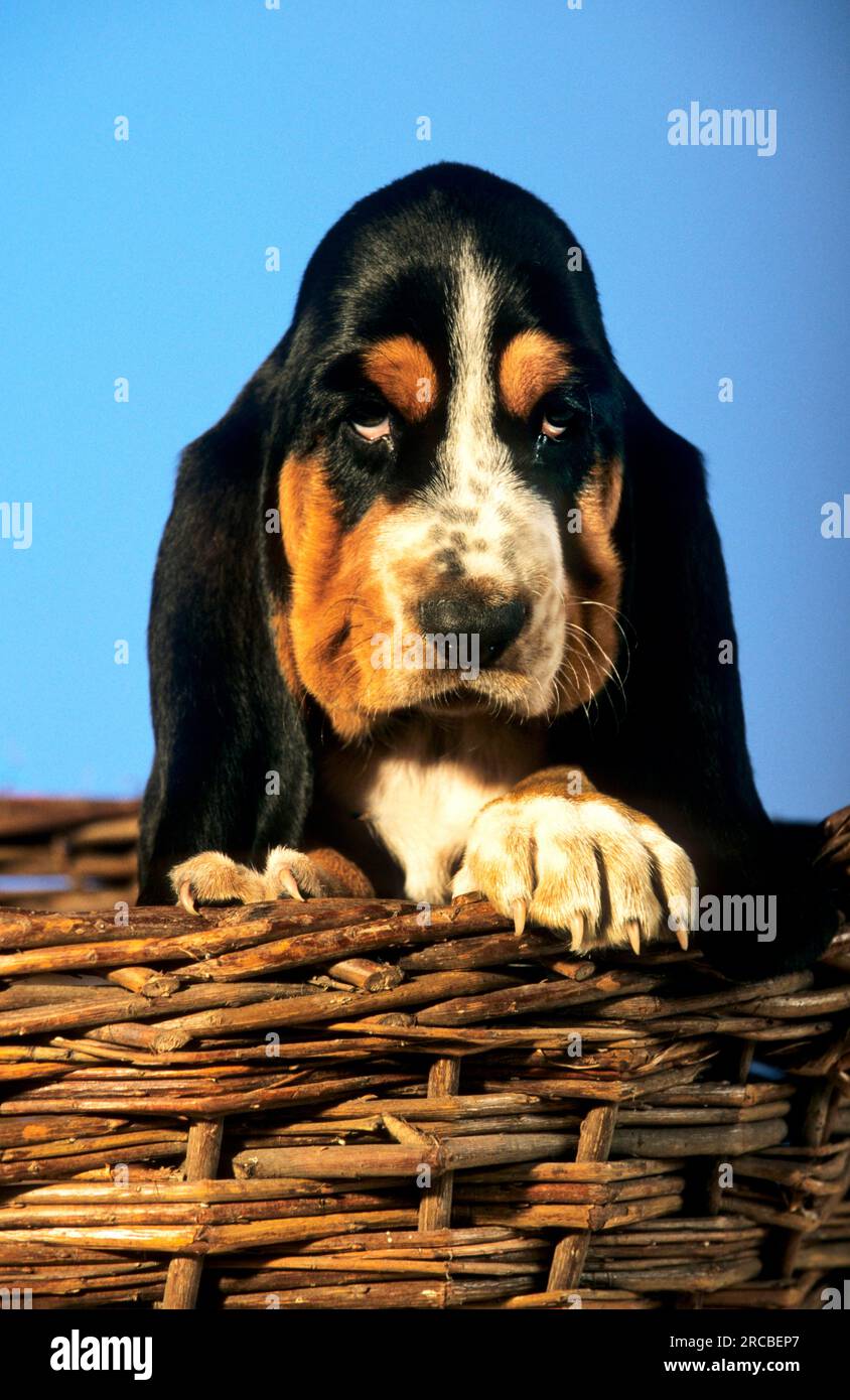 Basset Hound, Puppy, Basket Stock Photo - Alamy