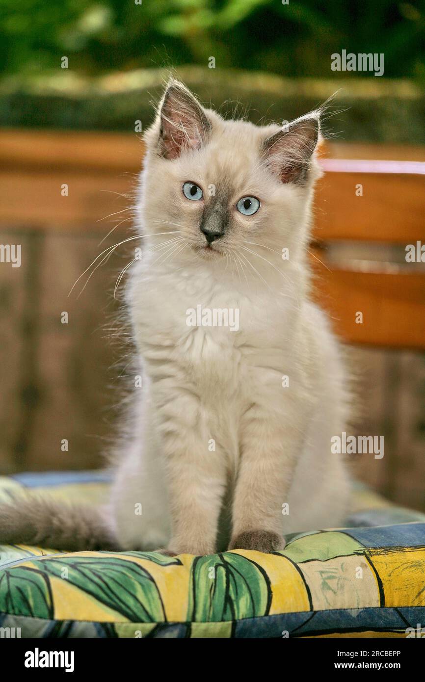 Ragdoll pedigree hi-res stock photography and images - Alamy