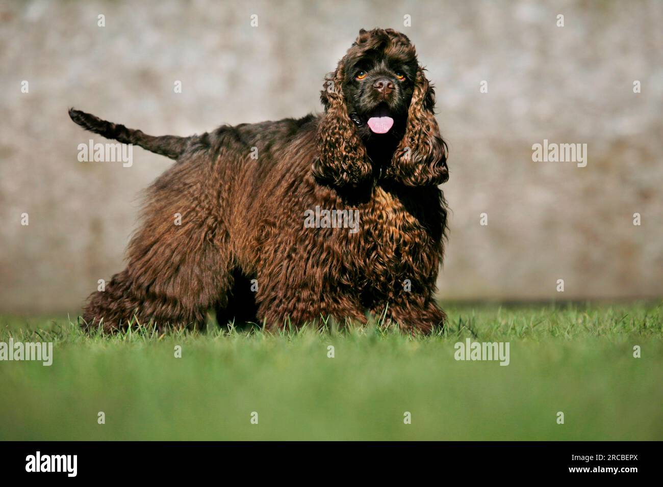American cocker hi-res stock photography and images - Alamy