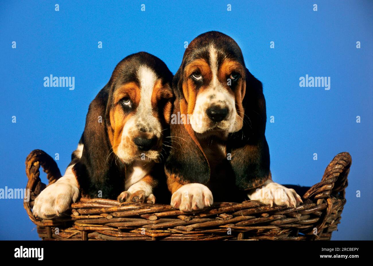 Basset Hounds, Puppies, Basket Stock Photo - Alamy
