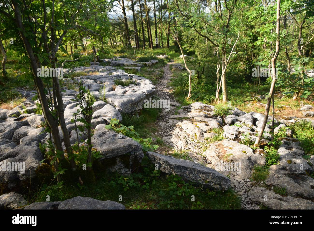 Clints and Grikes at Hutton Roof Carboniferous Limestone pavement Stock ...