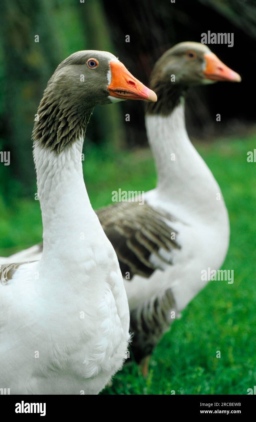 Flemish animal hi-res stock photography and images - Alamy