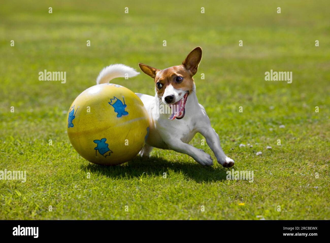 Jack Russell Terrier with Ball Stock Photo - Alamy